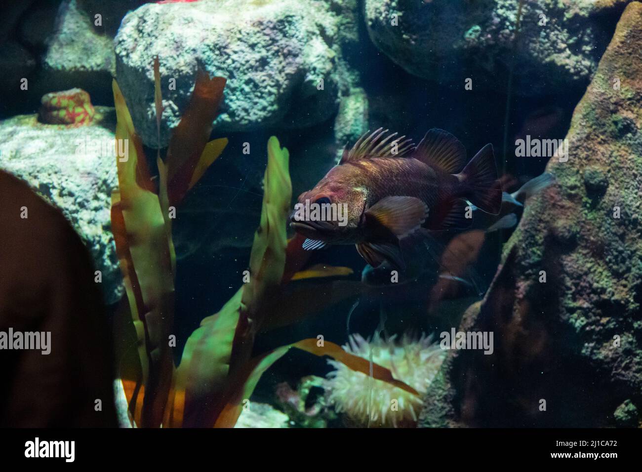 Fish swimming underwater hi-res stock photography and images - Alamy