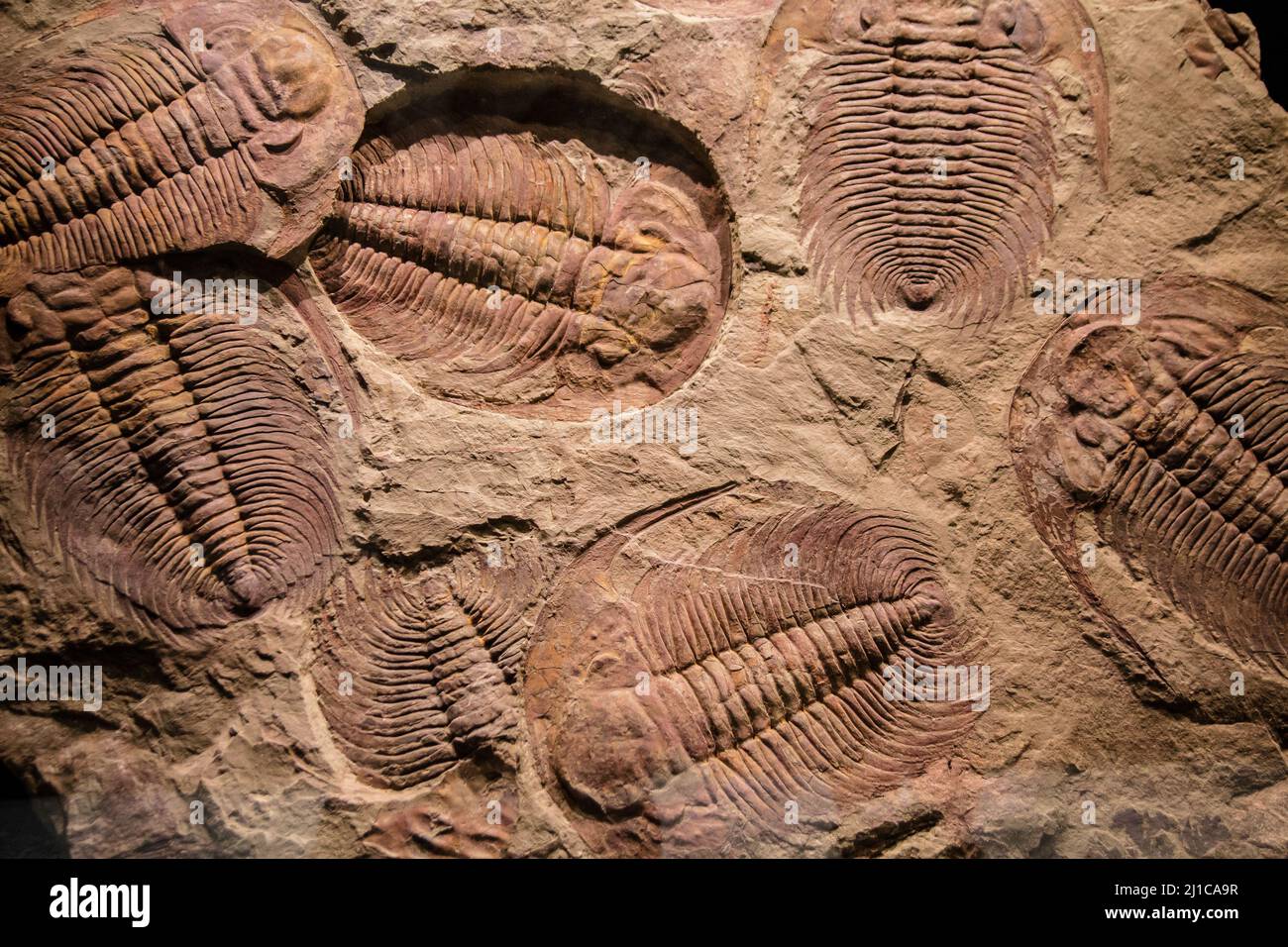 Trilobite fossil in stone hi-res stock photography and images - Alamy