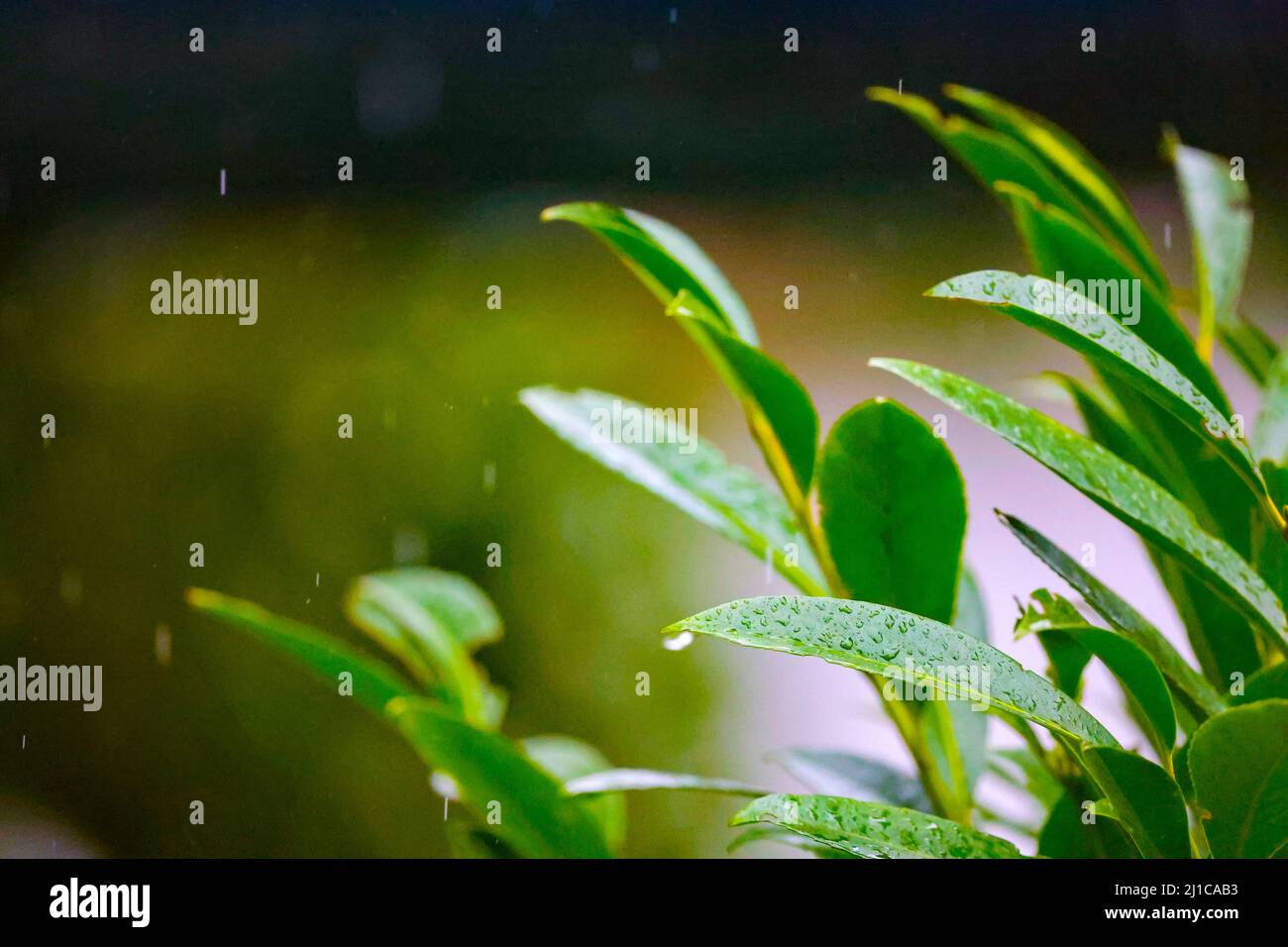 A natural setting of green leaves being rained on with a blurred green ...