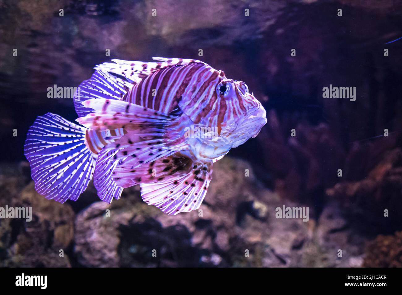 beautiful fish Lionfish, she is a lion fish, lives in the Red Sea Stock ...