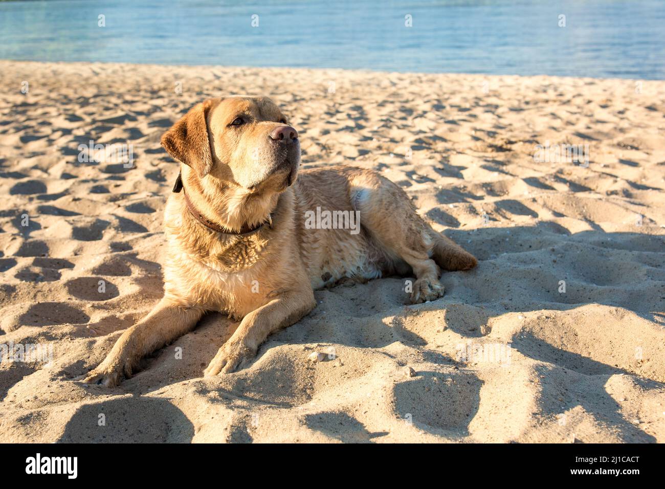 Old yellow dog Labrador Retriever is lying on the beach with full of ...