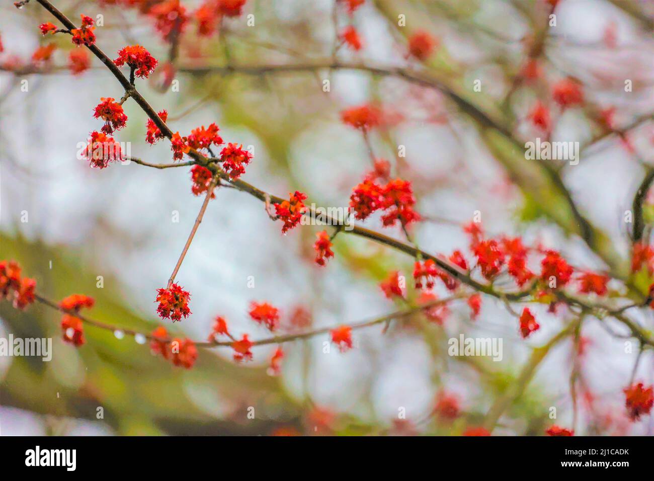 Gorgeous red flowers dangling from twigs on a tree Stock Photo - Alamy