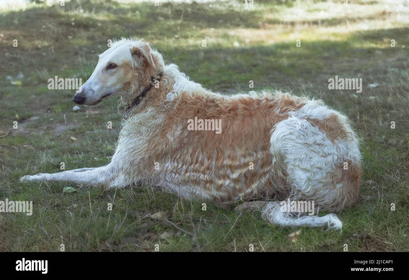 Russian greyhound hi-res stock photography and images - Alamy