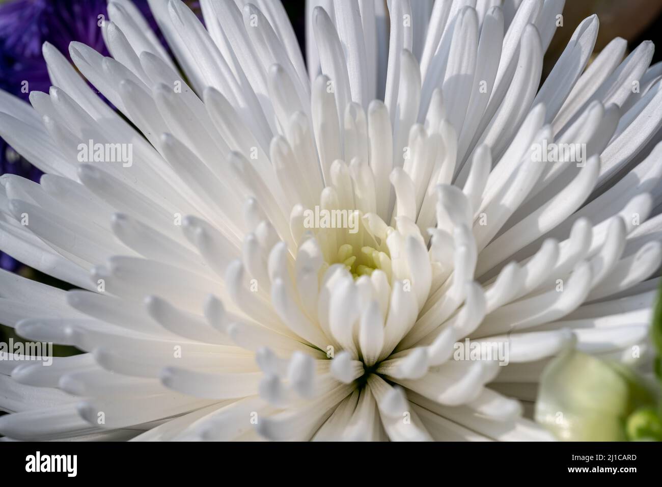 White Aster flowers in bloom with a shallow depth of field Stock Photo - Alamy