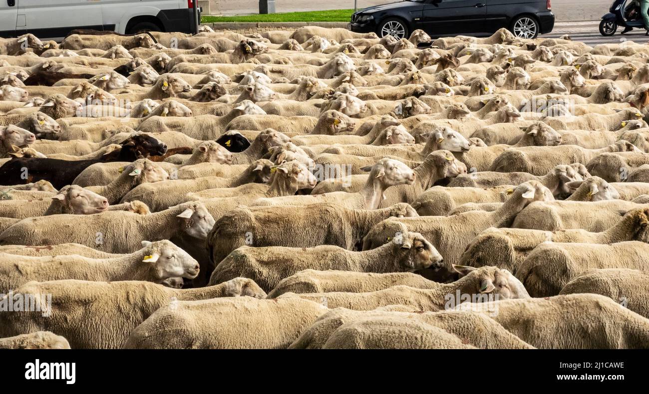 Herd of sheep making the traditional transhumance through the city of ...