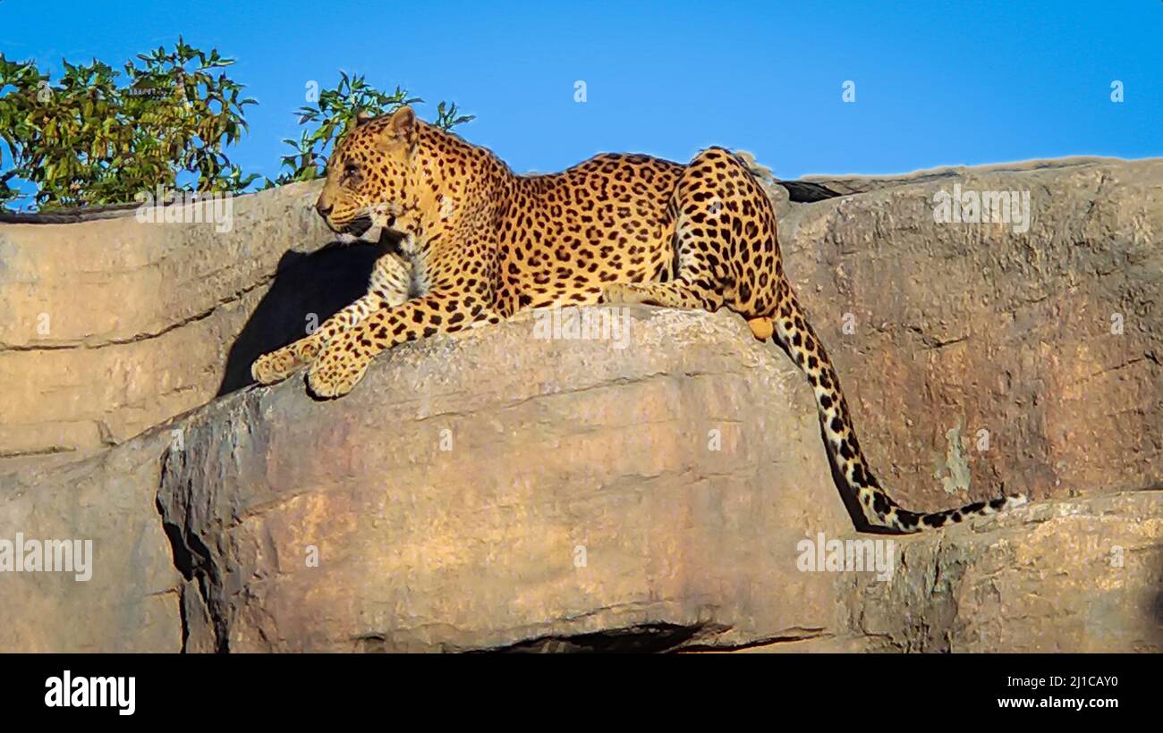 A beautiful large leopard lies quietly on a rock Stock Photo - Alamy