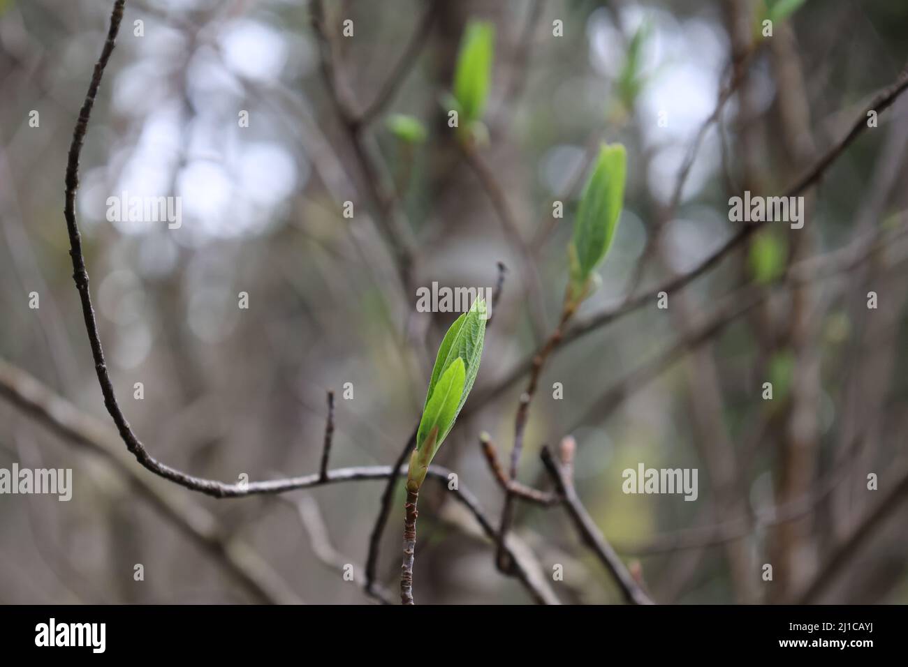 Little green leaves on sticks in the middle of the forest Stock Photo ...