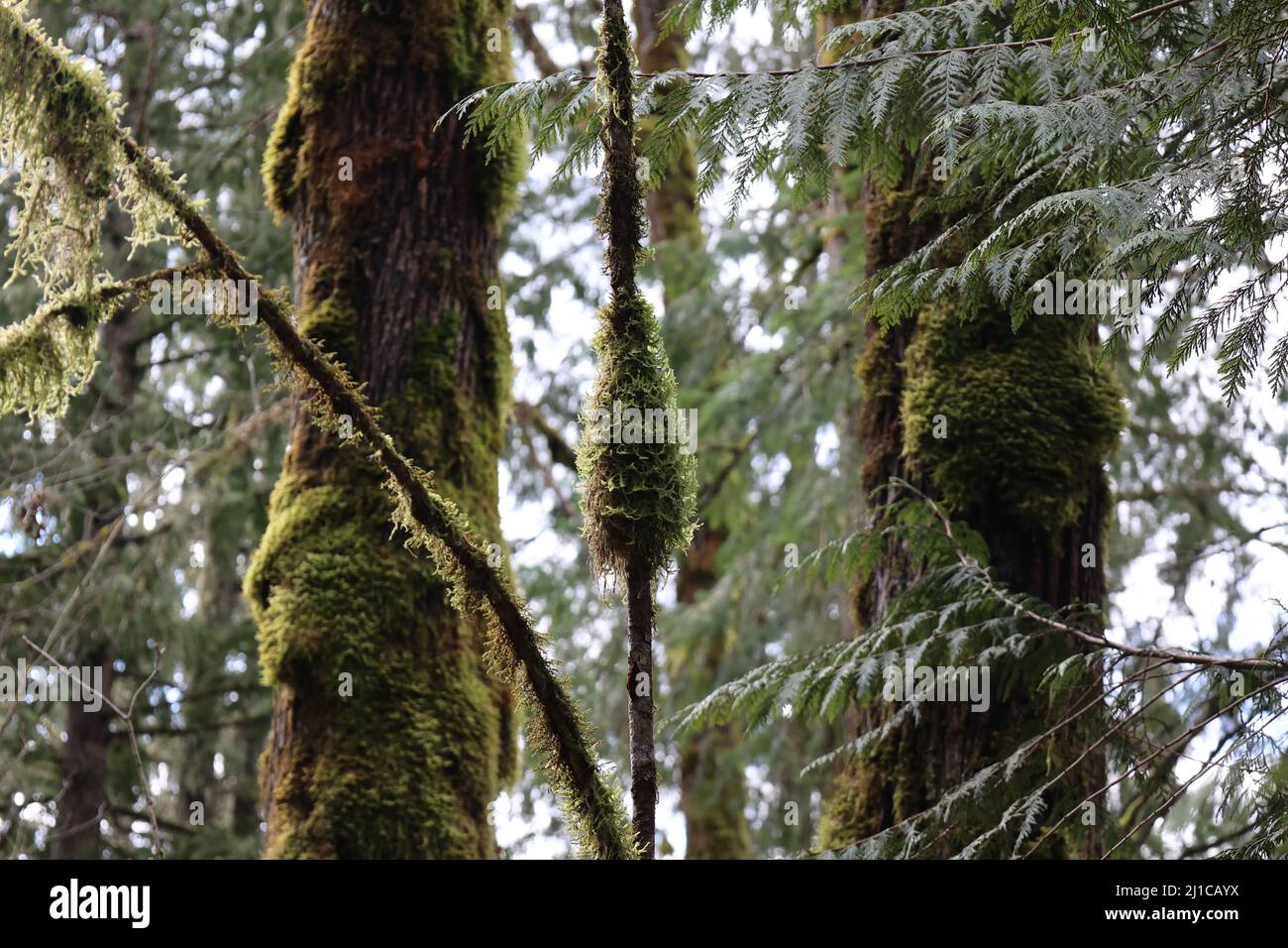 Two moss sticks standing upward in front of two moss-covered trees ...