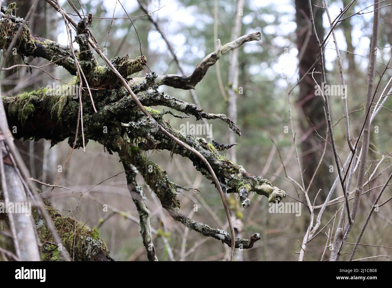Claw like branch hi-res stock photography and images - Alamy