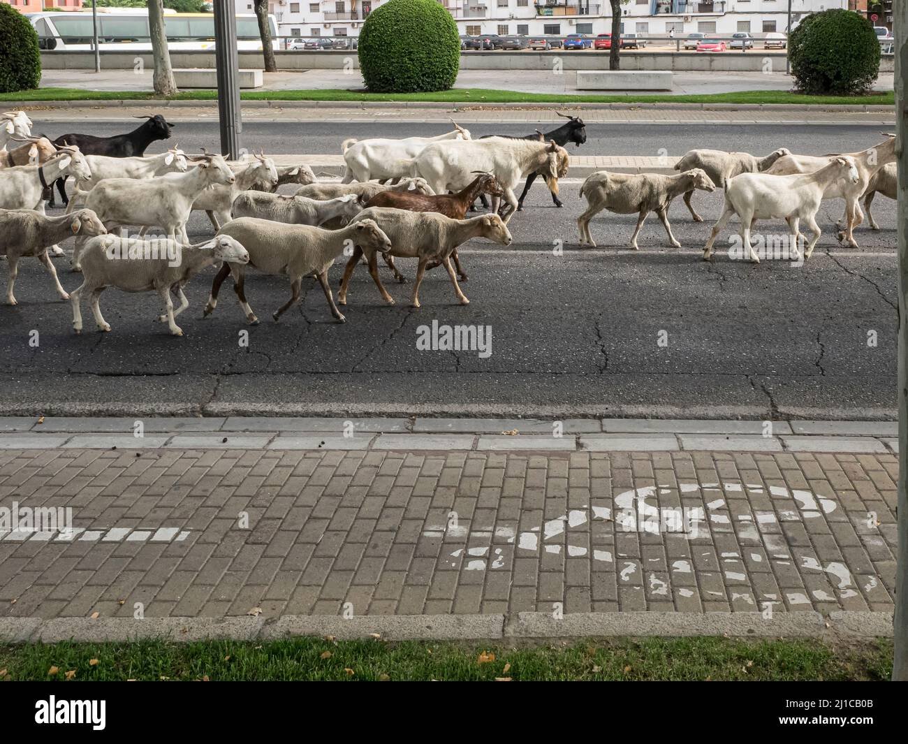 Herd of sheep making the traditional transhumance through the city of ...