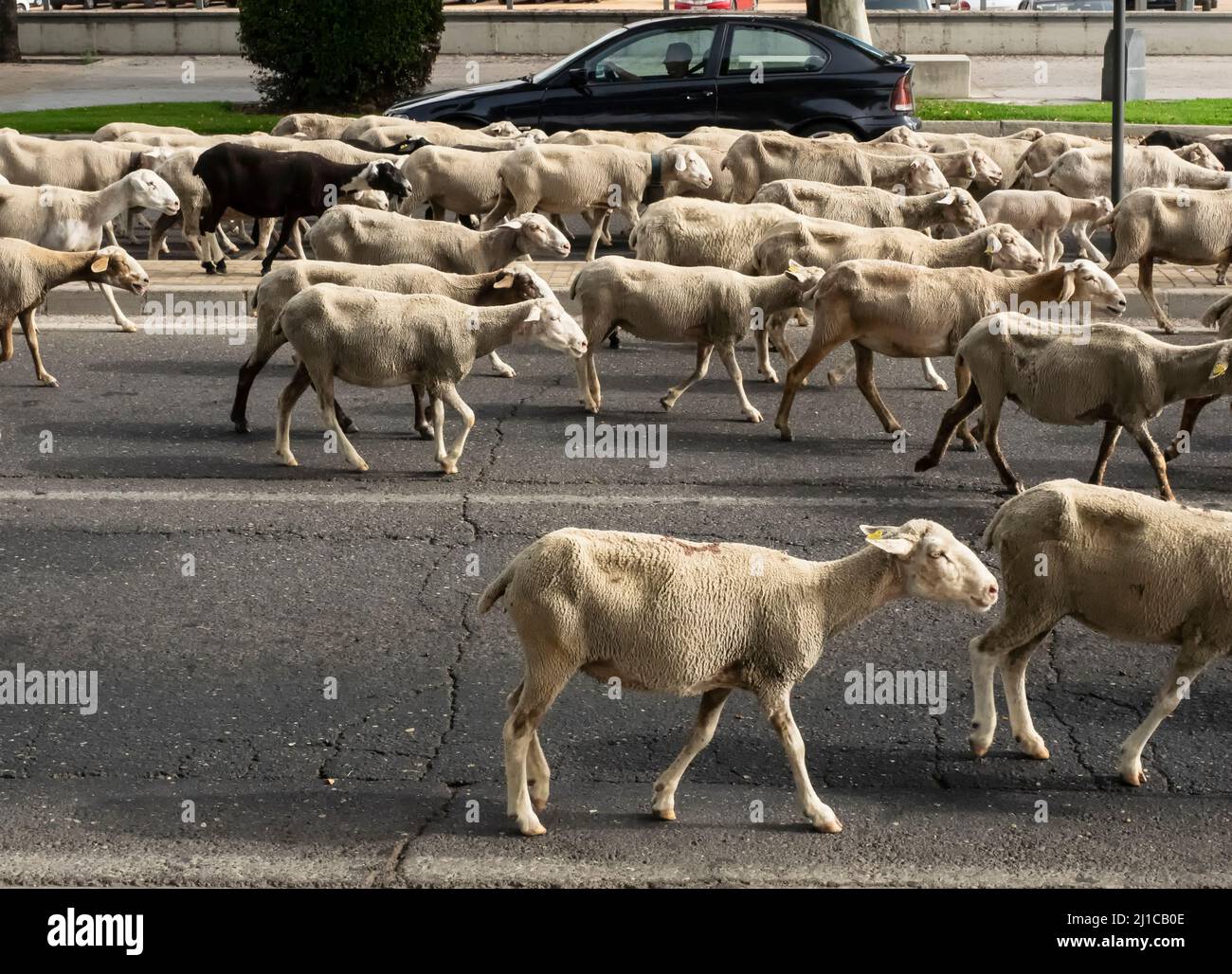 Herd of sheep making the traditional transhumance through the city of ...