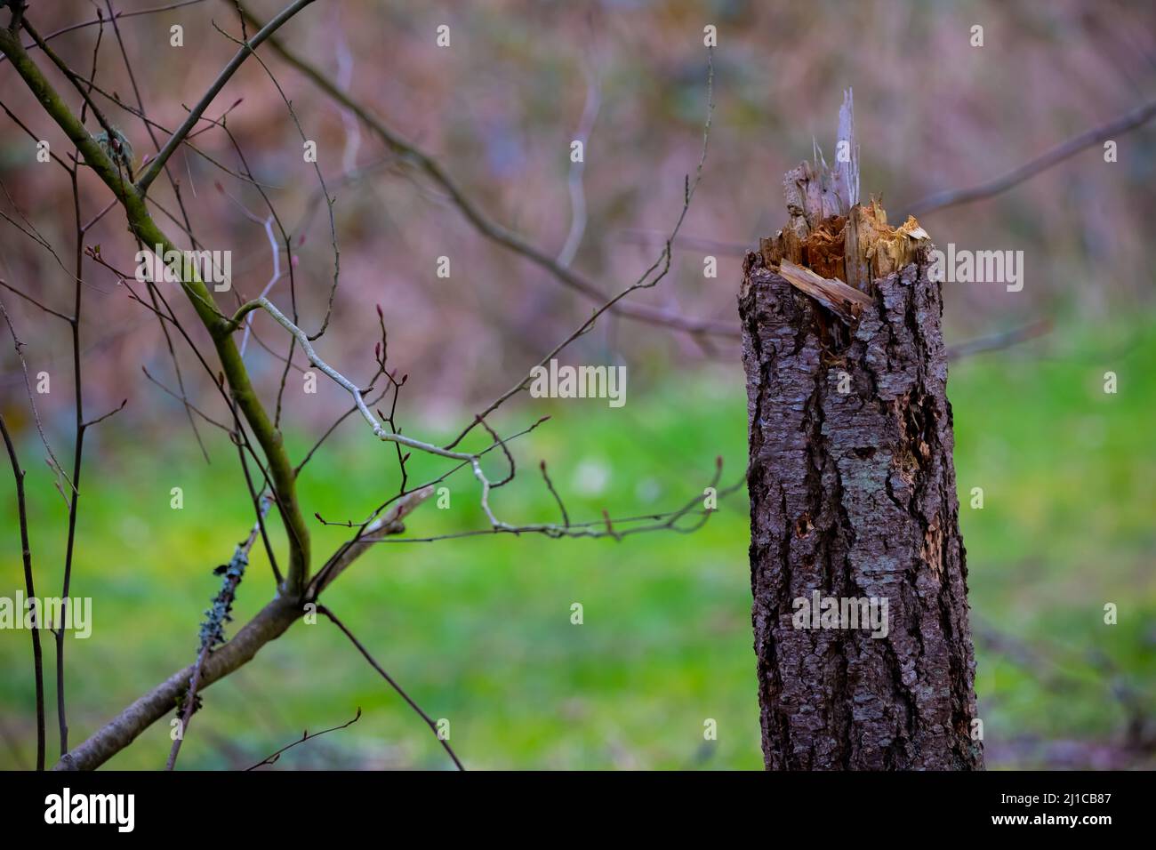 Stump looking like it was torn in half sitting in front of green grassy ...