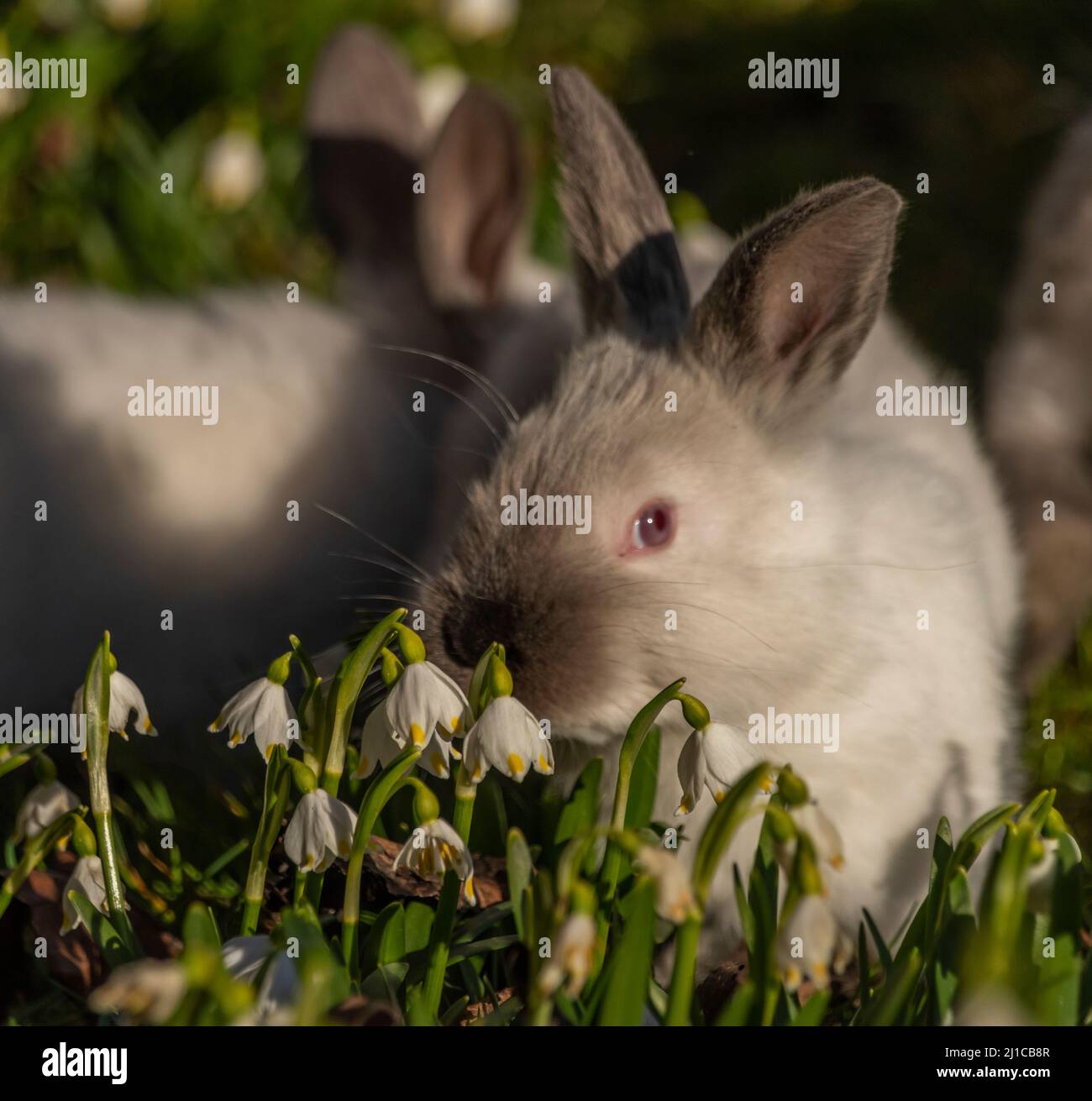 Young rabbits in green grass with snowflake flower and sunrise light ...