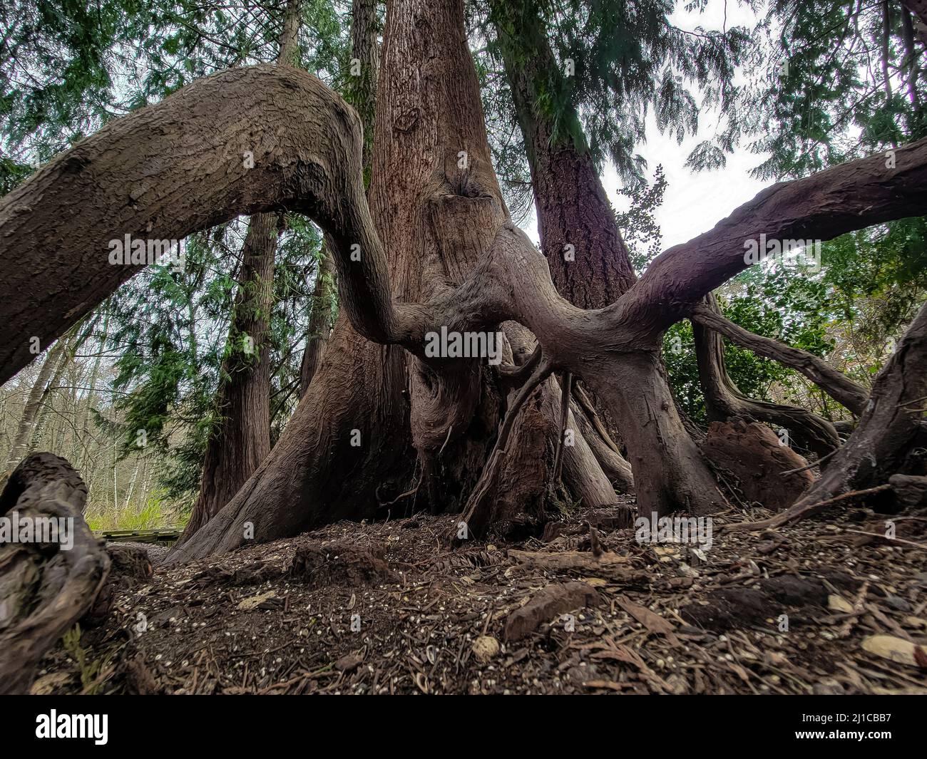 Tree roots extended outward and digging into ground Stock Photo - Alamy