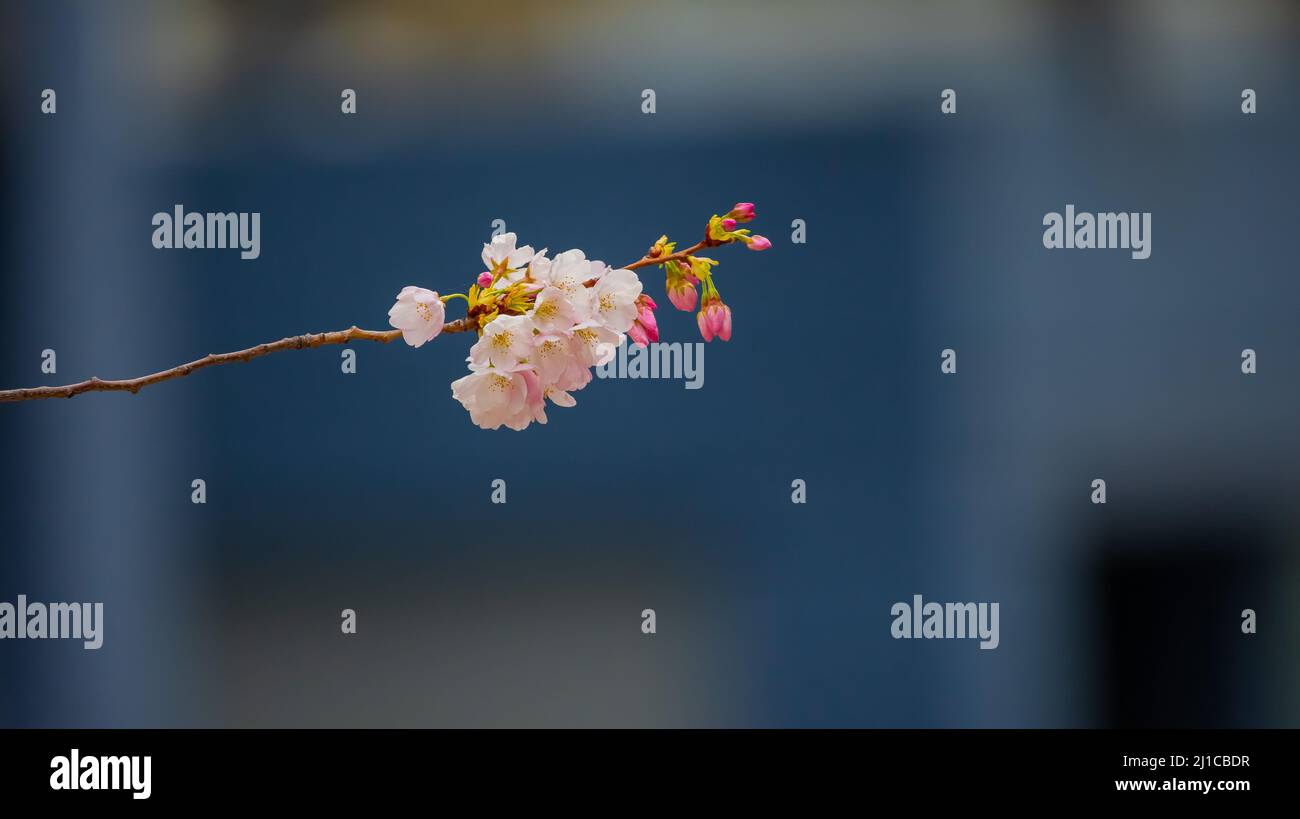 Colorized sketch hi-res stock photography and images - Alamy