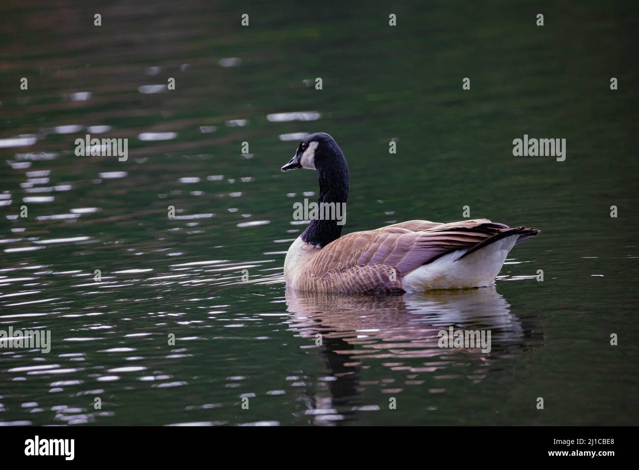 Goose in pond swimming around by themselves Stock Photo - Alamy