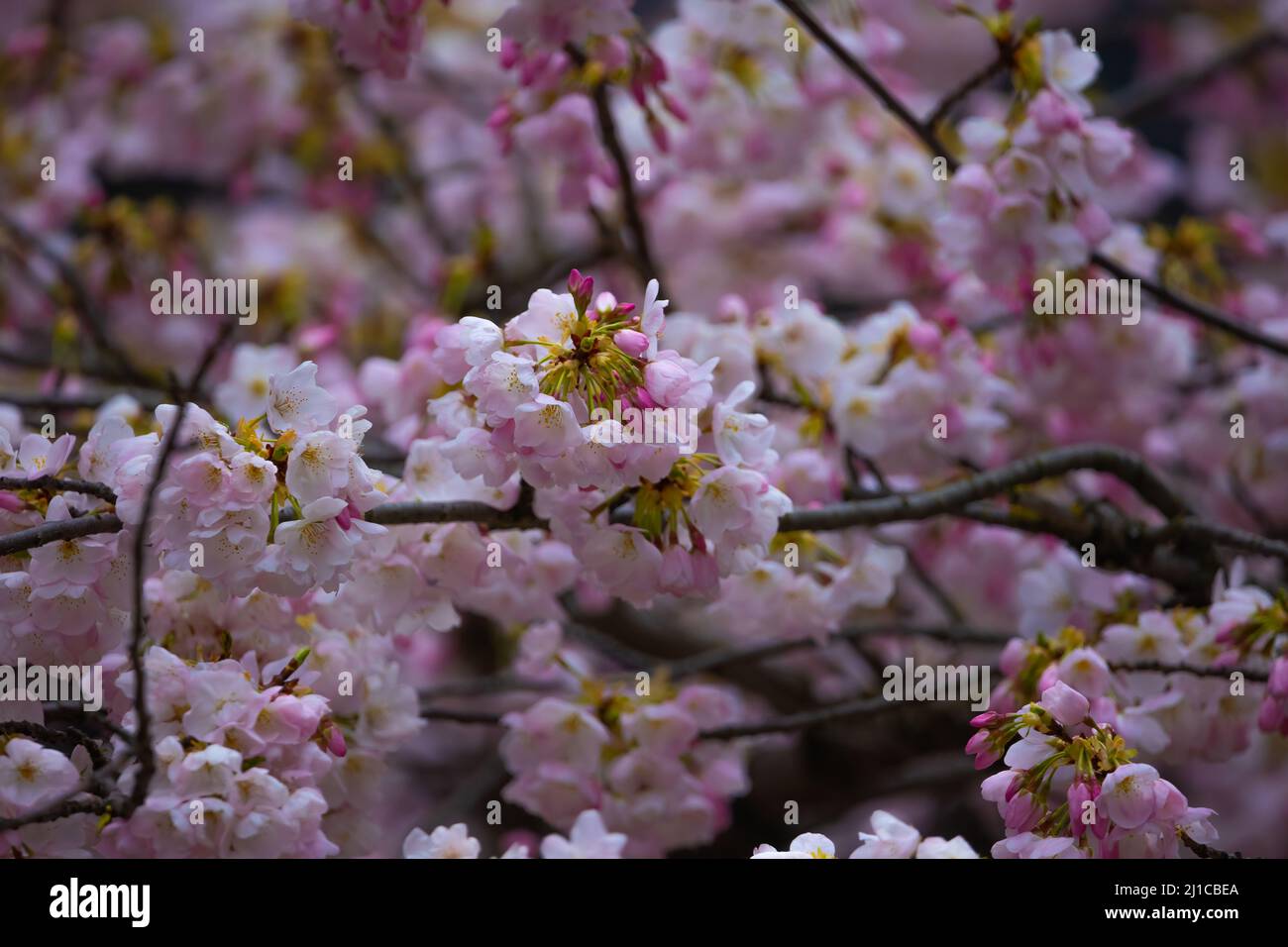 Pretty pink flowers in a tree of flowers blooming and beautiful Stock ...