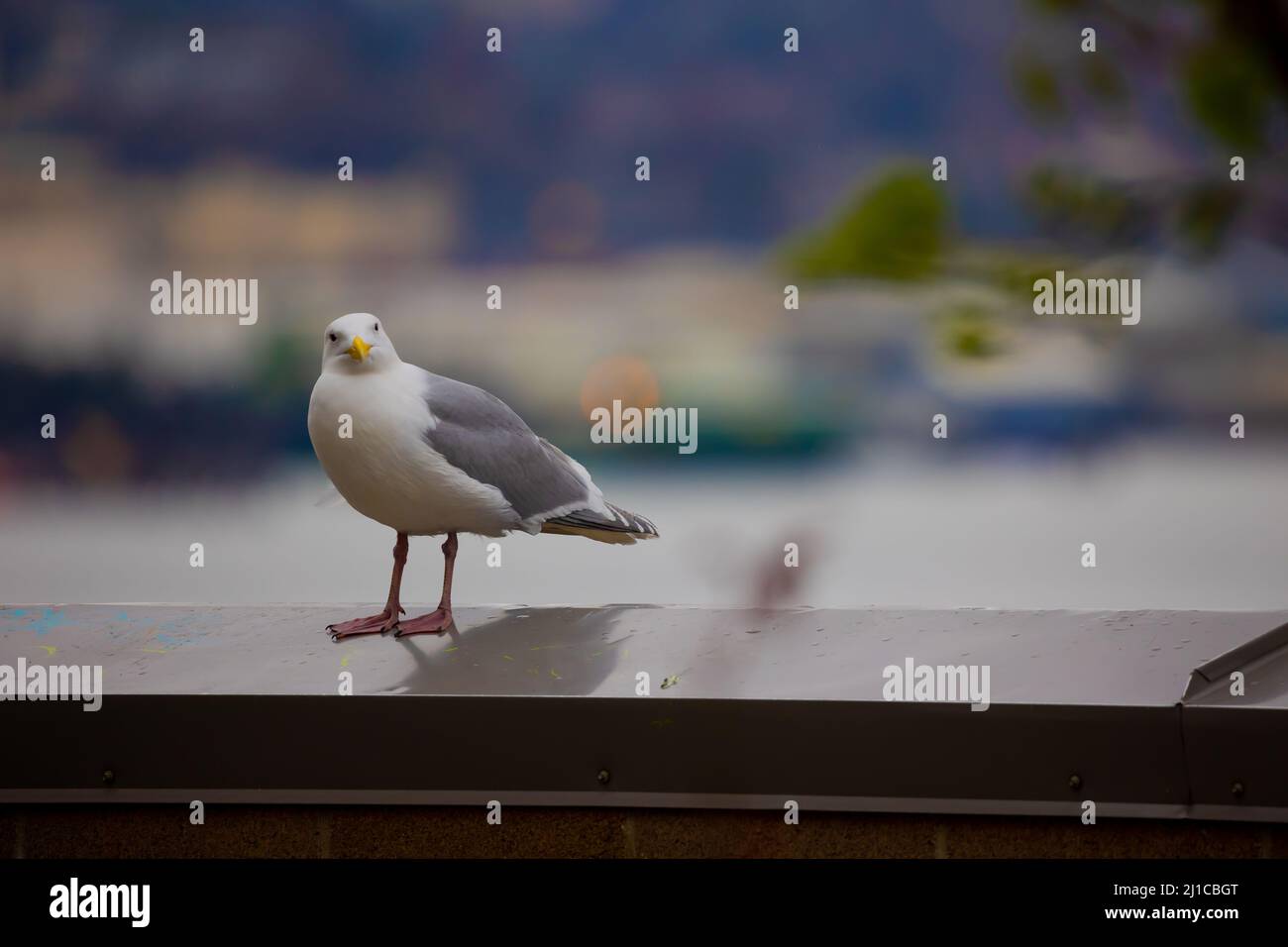 A seagull staring directly at the camera person in the middle of the ...