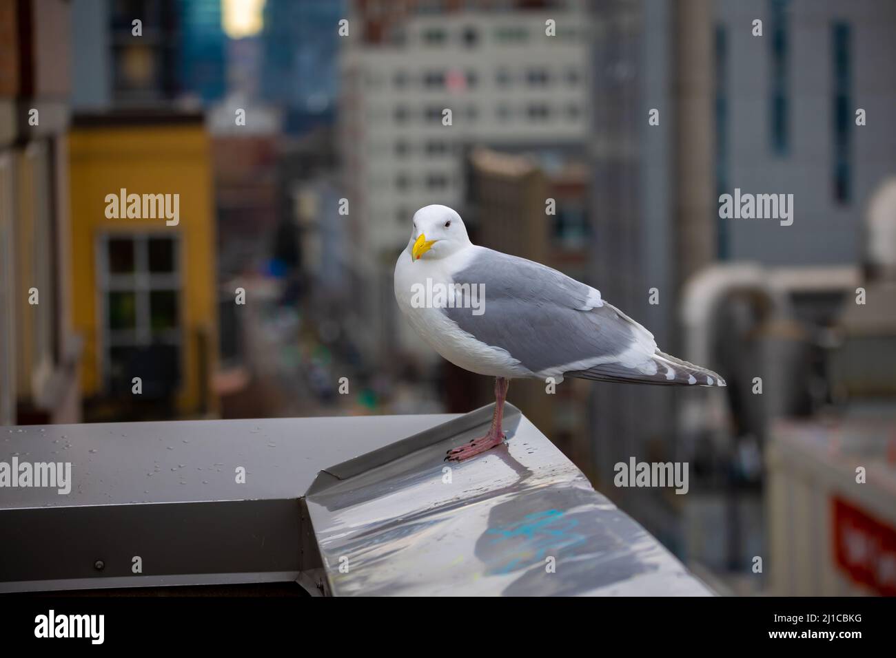 Seagull standing on ledge in the middle of a city. Close to edge of ...