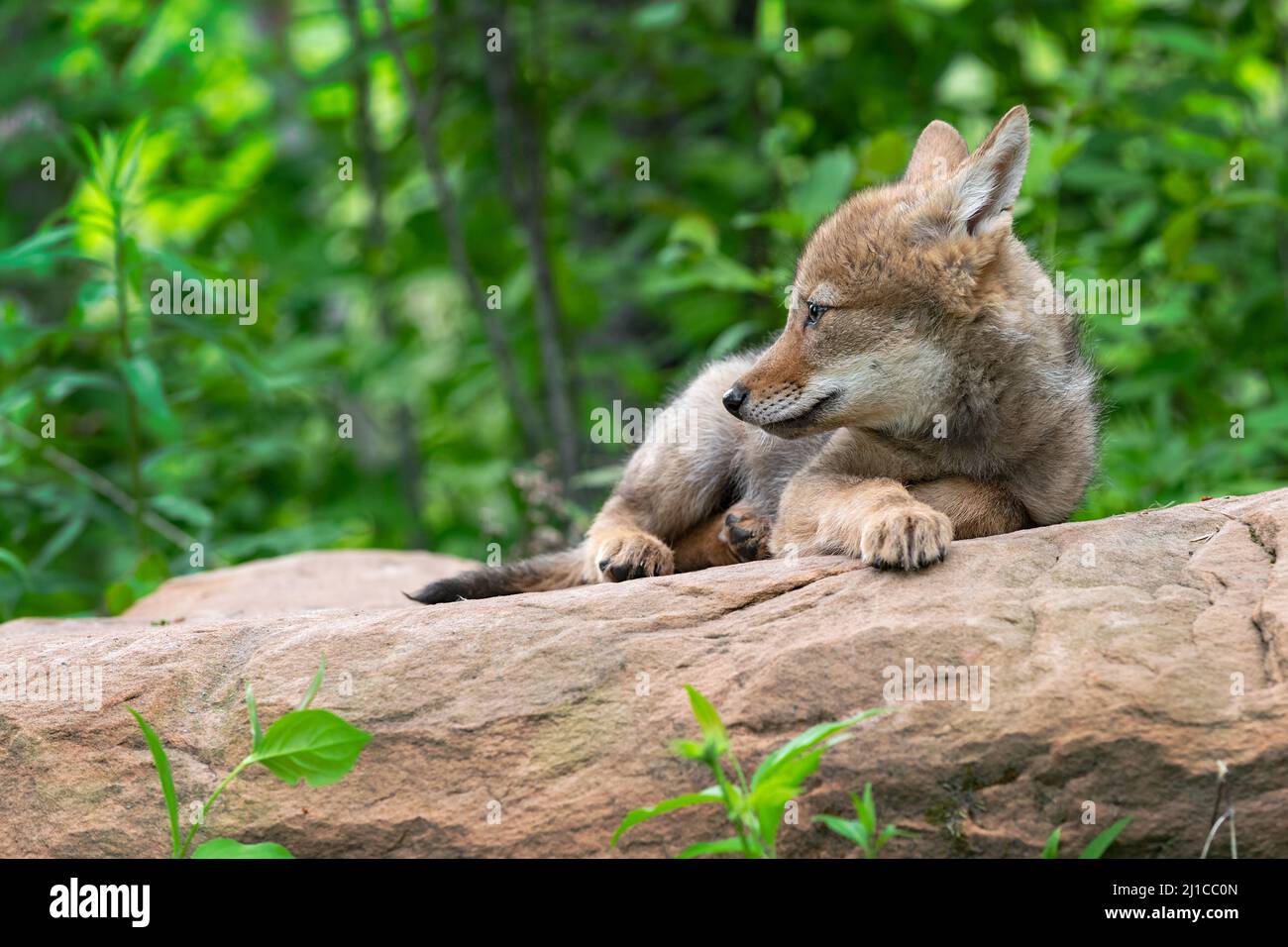 Coyote Pup (Canis latrans) Lies on Rock Looking Left Ears Back Summer ...