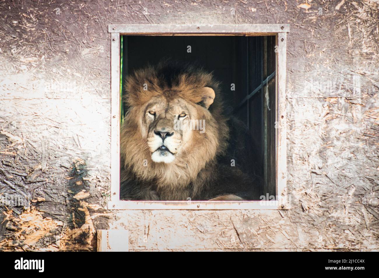 A close-up of a gorgeous lion looking out of the window Stock Photo - Alamy