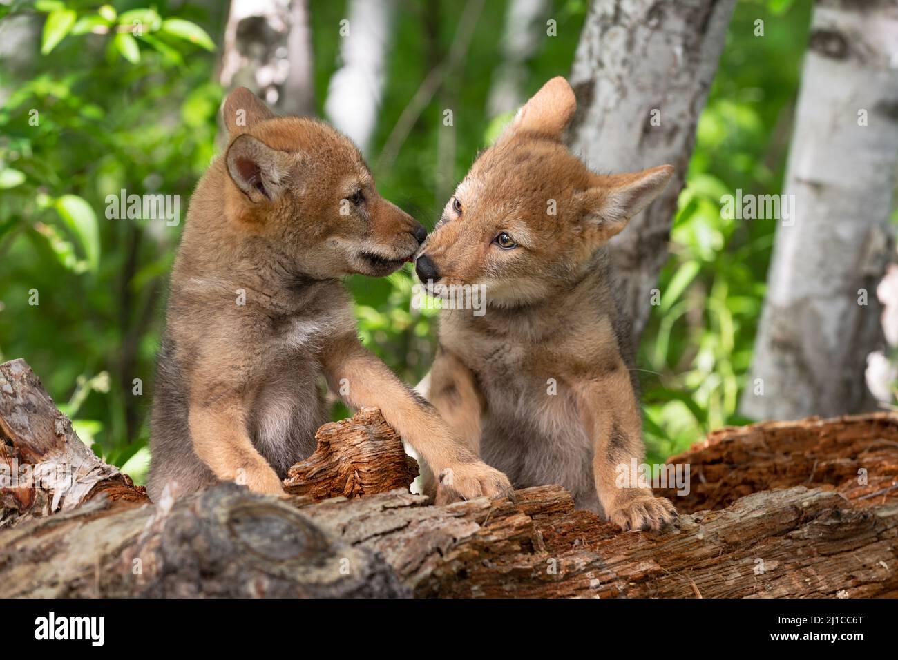 Coyote Pup (Canis latrans) Nuzzles Sibling on Face Summer Stock Photo ...