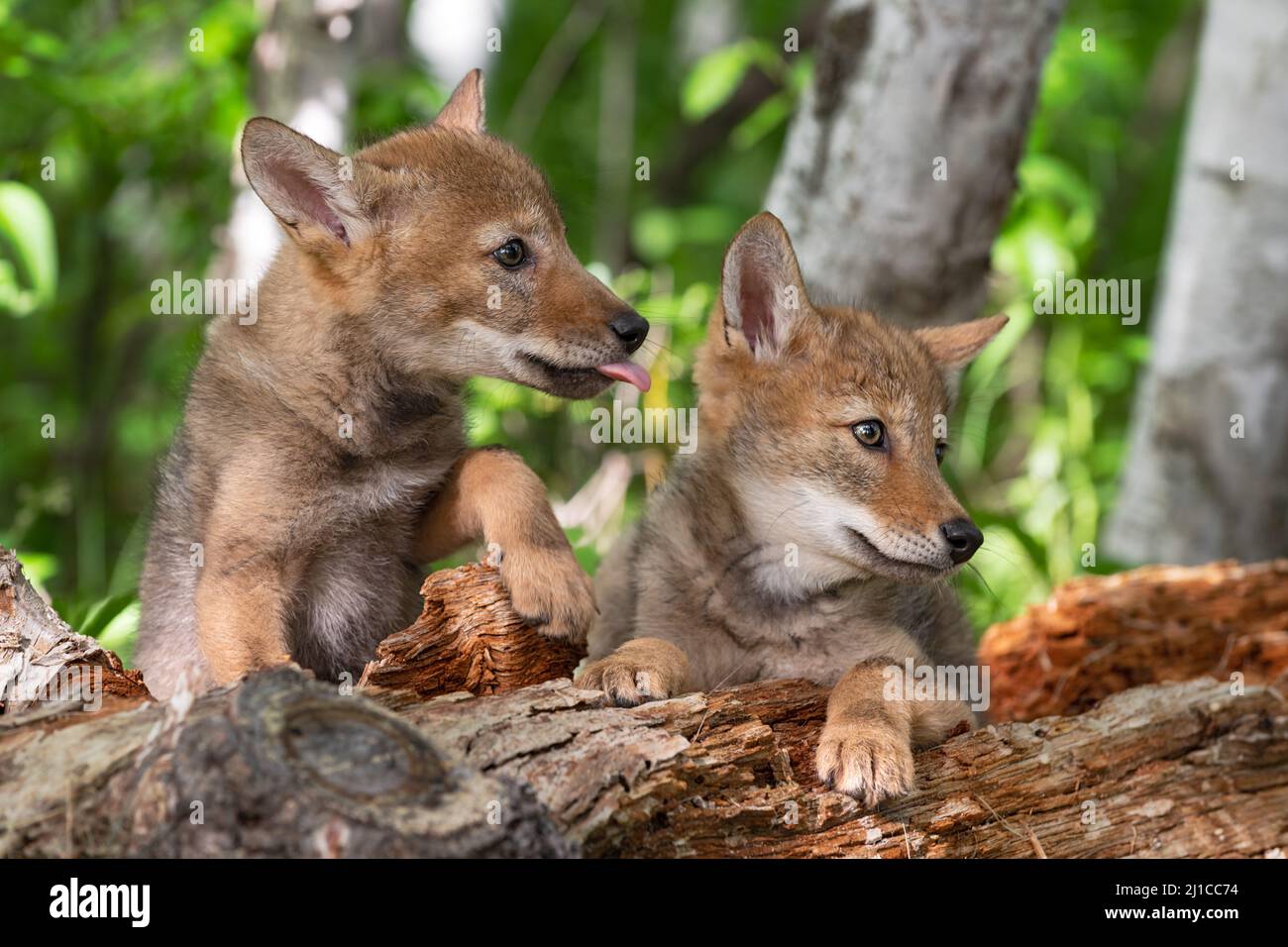 Coyote Pup (Canis latrans) Tongue Out at Sibling Summer - captive ...