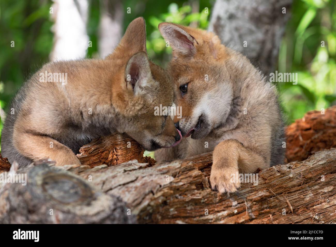 Coyote Pups (Canis latrans) Interact on Log Summer - captive animals ...