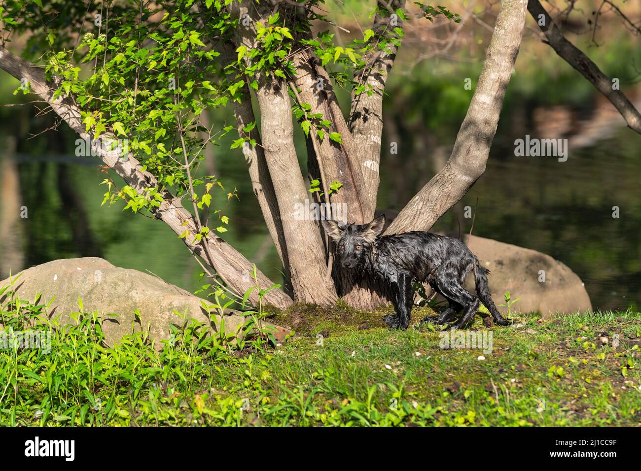 Soaking Wet Cross Fox Kit (Vulpes vulpes) Stands Dejected Next to Tree ...