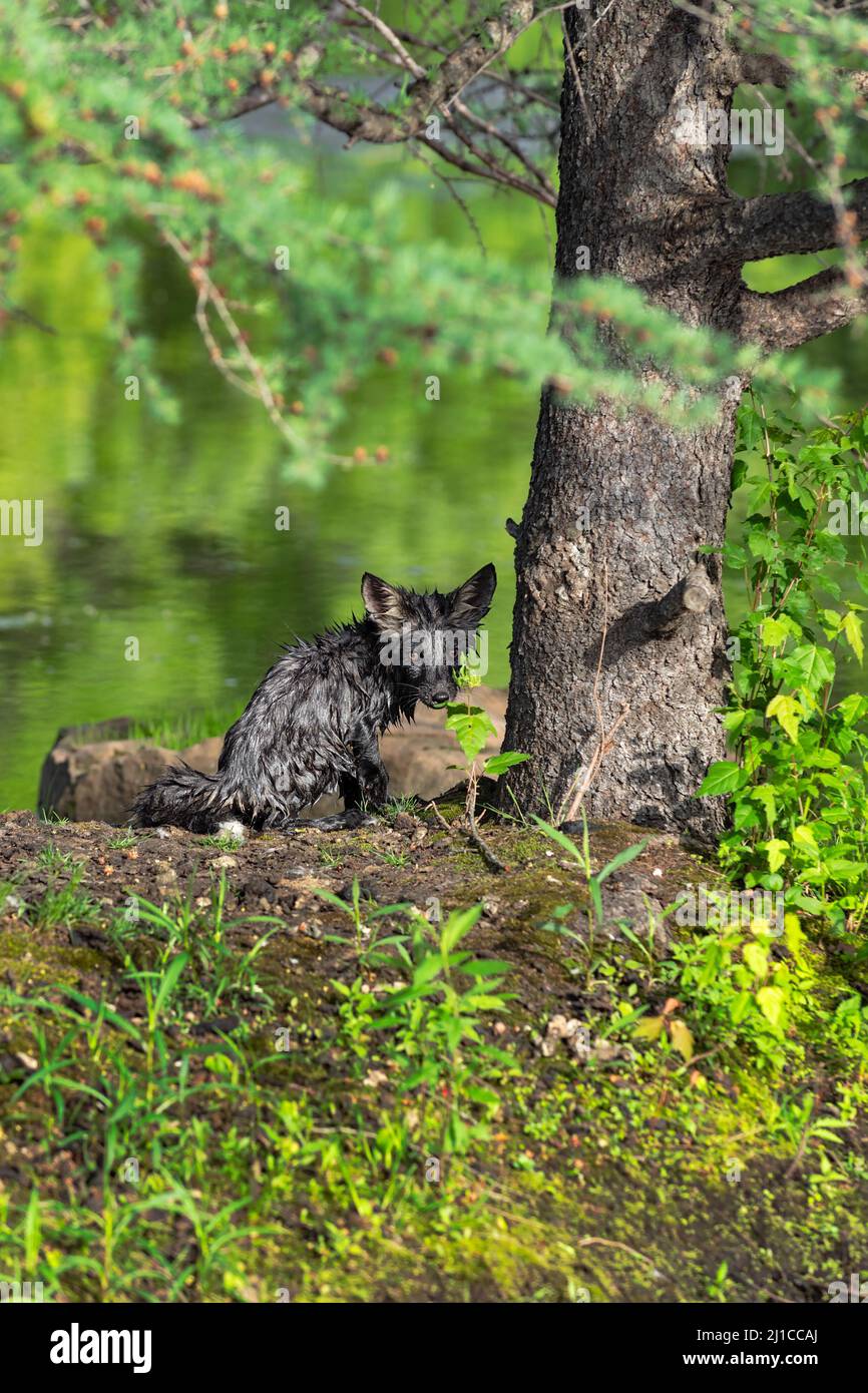 Soaking Wet Cross Fox Kit (Vulpes vulpes) Sits Next to Tree Summer ...