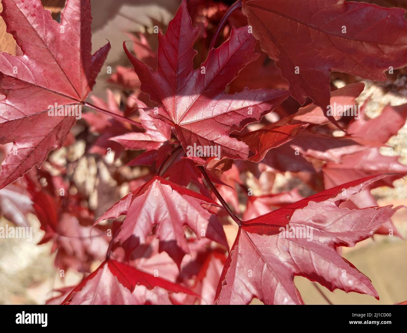 A vertical high angle closeup of the leaves of red maple (Acer rubrum ...