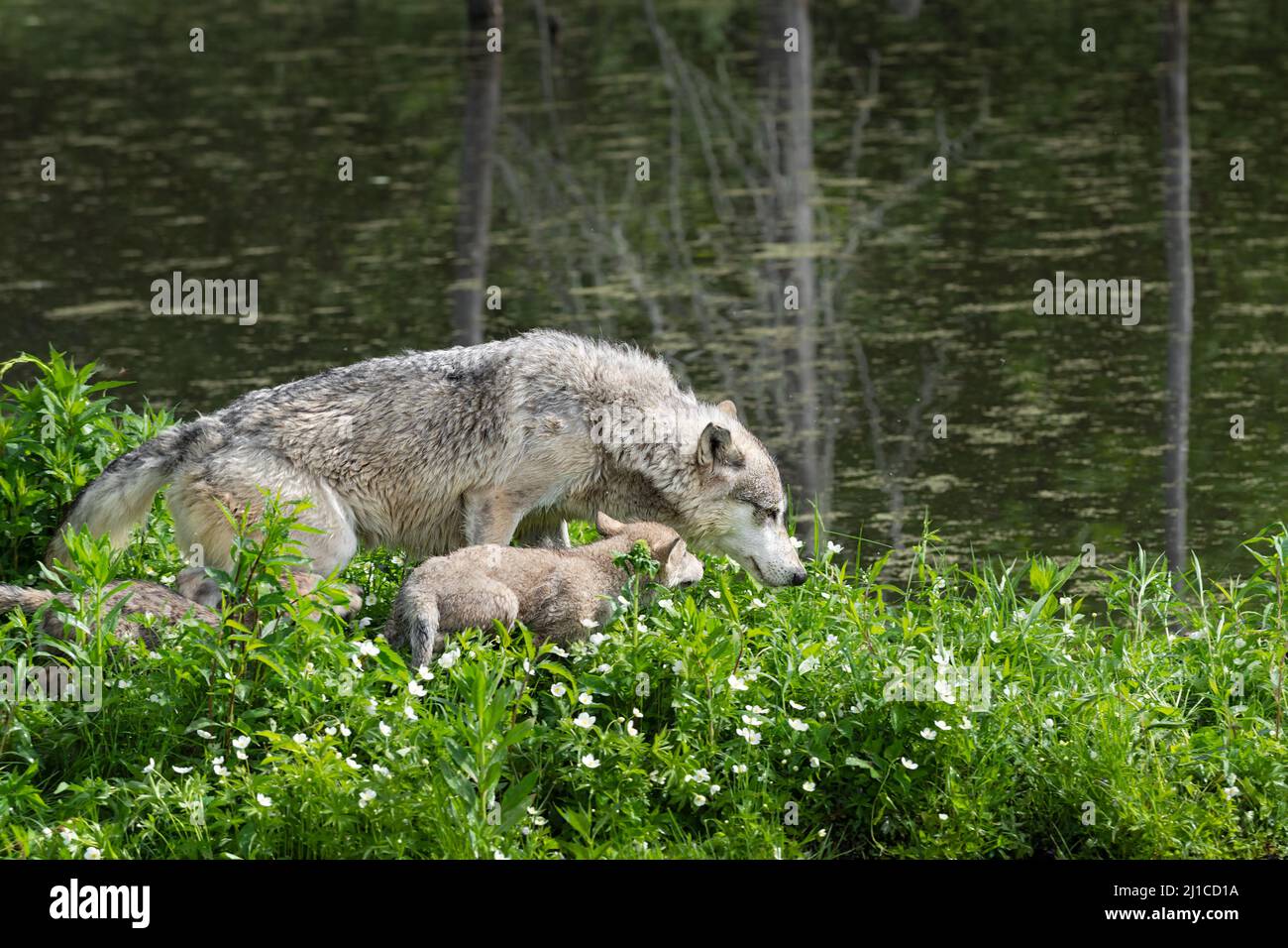 Grey Wolf (Canis lupus) Adult and Pups Walk Across Island Summer ...