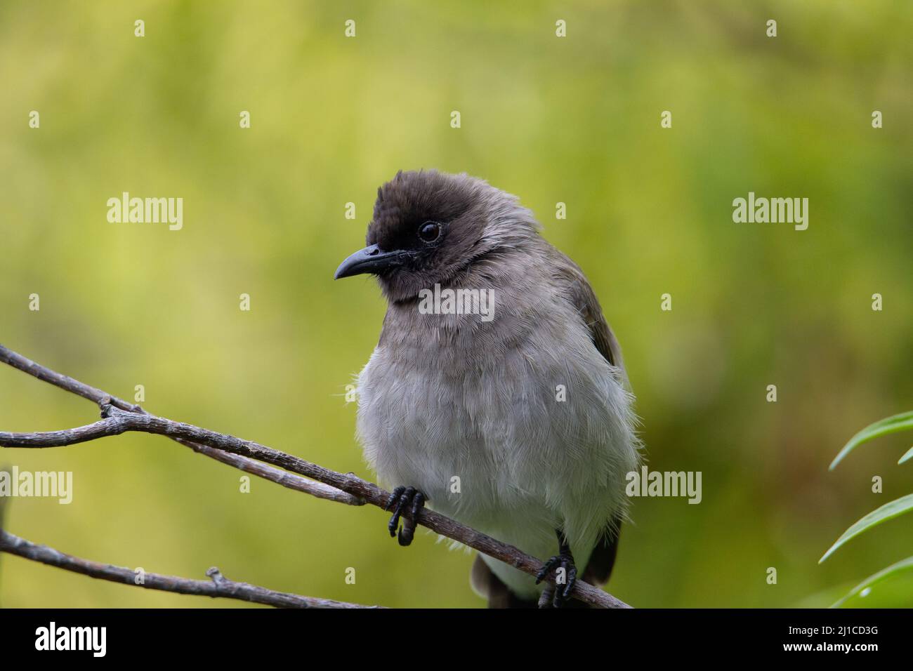 common bulbul (Pycnonotus barbatus) a common bulbul isolate on a ...