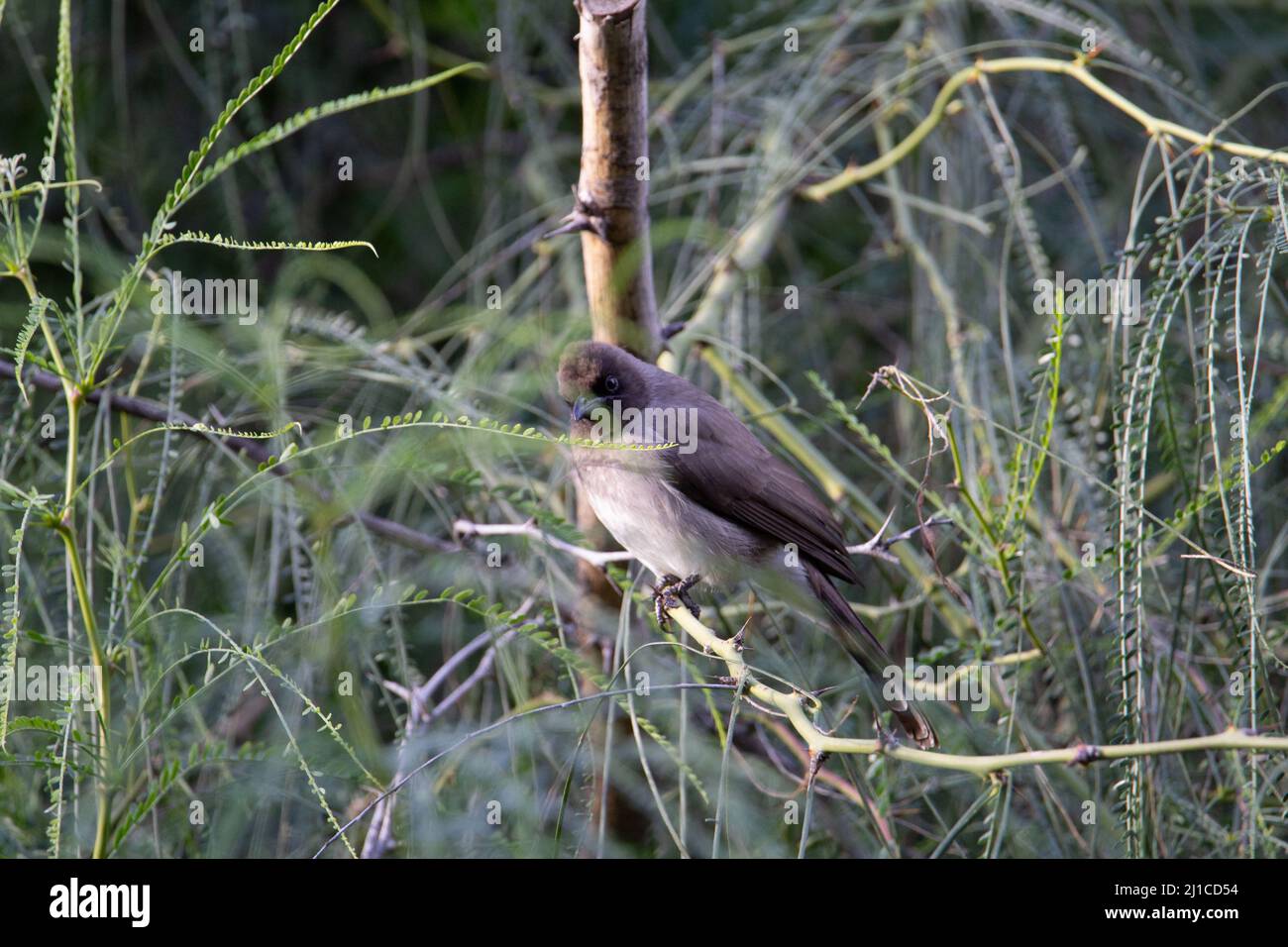 common bulbul (Pycnonotus barbatus) a common bulbul resting on a branch ...