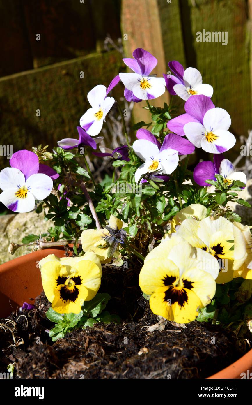 Pansy hi res hi-res stock photography and images - Alamy