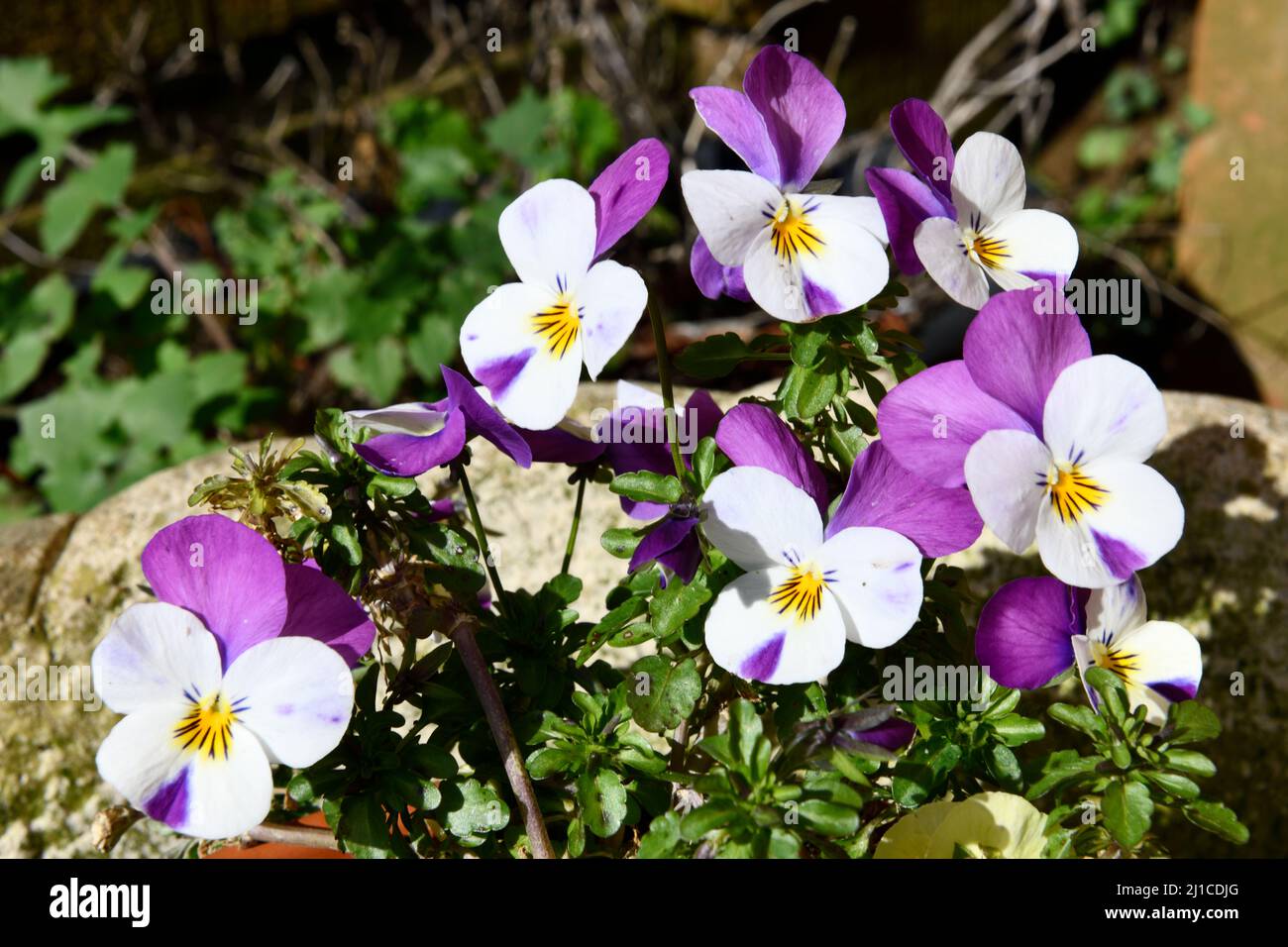Pansies in Pot Hook Norton Oxfordshire England uk Stock Photo - Alamy