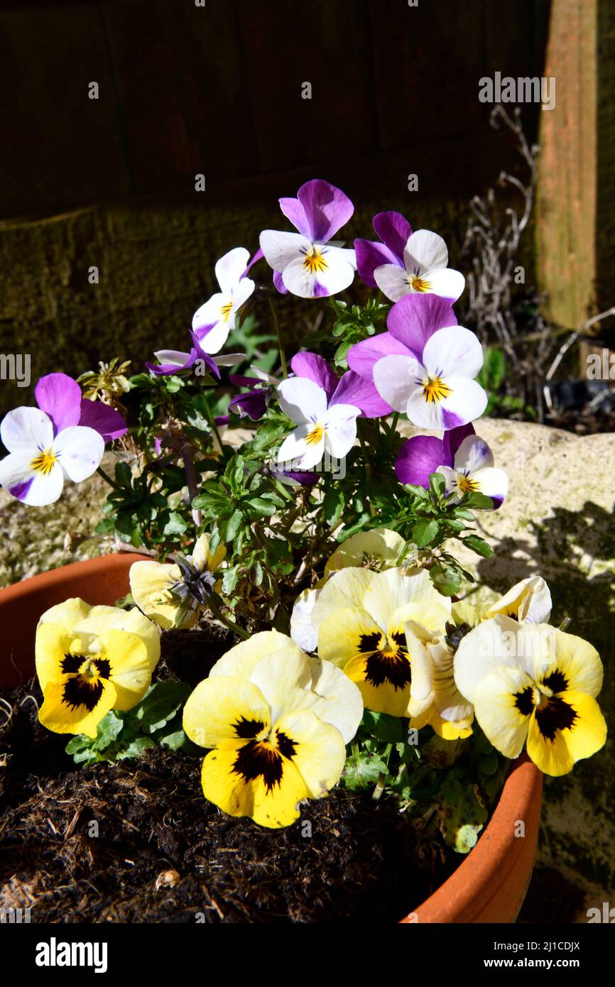 Pansies in Pot Hook Norton Oxfordshire England uk Stock Photo - Alamy