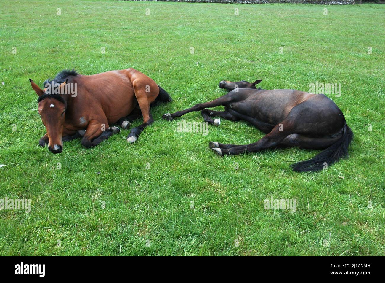 two horses resting Stock Photo - Alamy two horses resting Stock Photo - Alamy