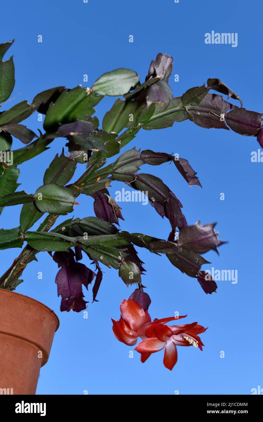 Christmas Cactus (Schlumbergera) growing in a Pot , pictured outdoors ...