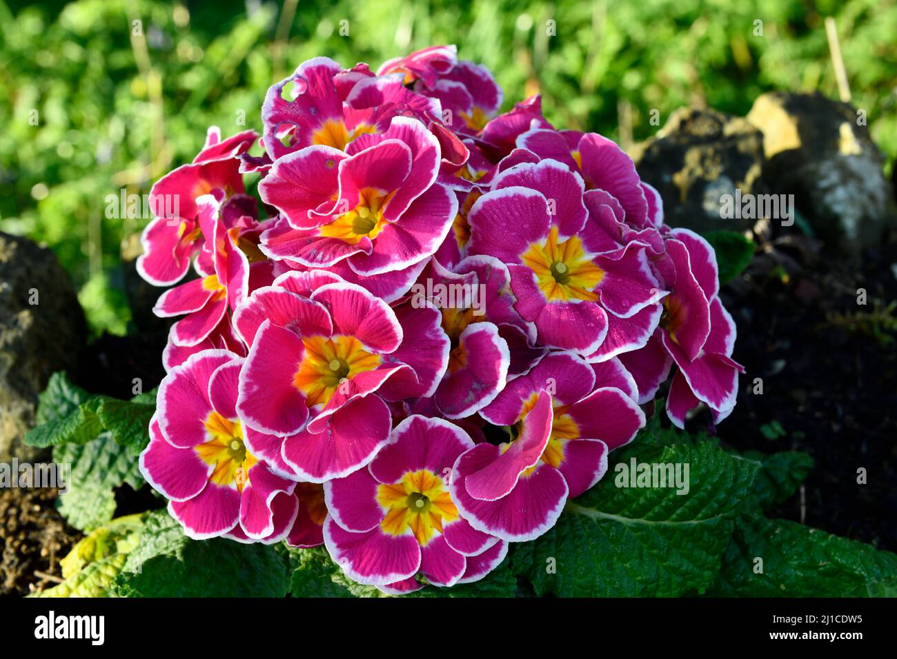 Primrose (primula vulgaris) Hybrid Hook Norton Oxfordshire England uk ...