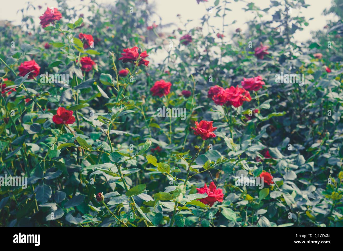 Many Rose flower in bloom in a rose flowered garden Stock Photo - Alamy