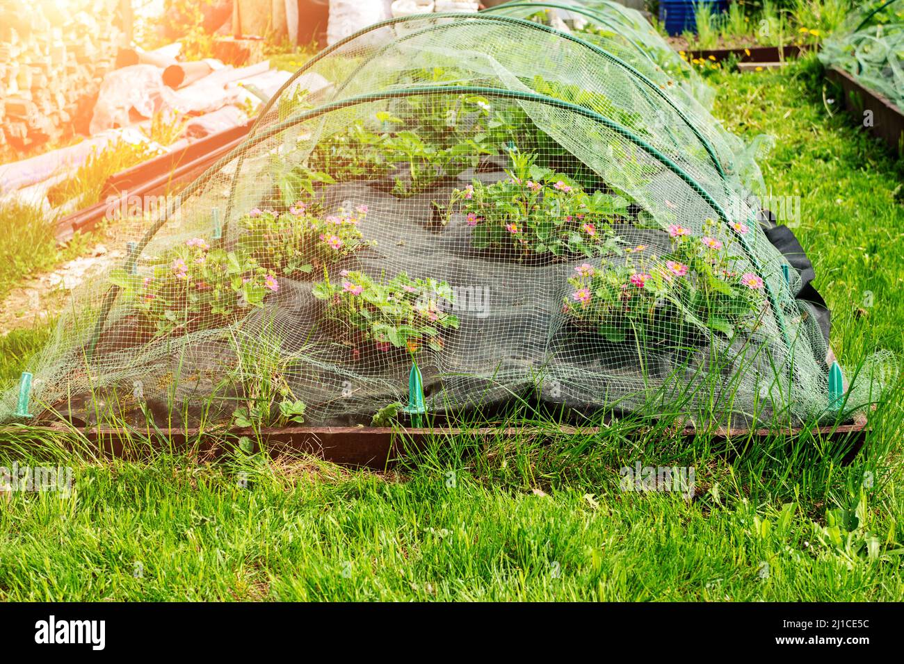 Hide the strawberry bush from the birds in the garden. Protection of ...