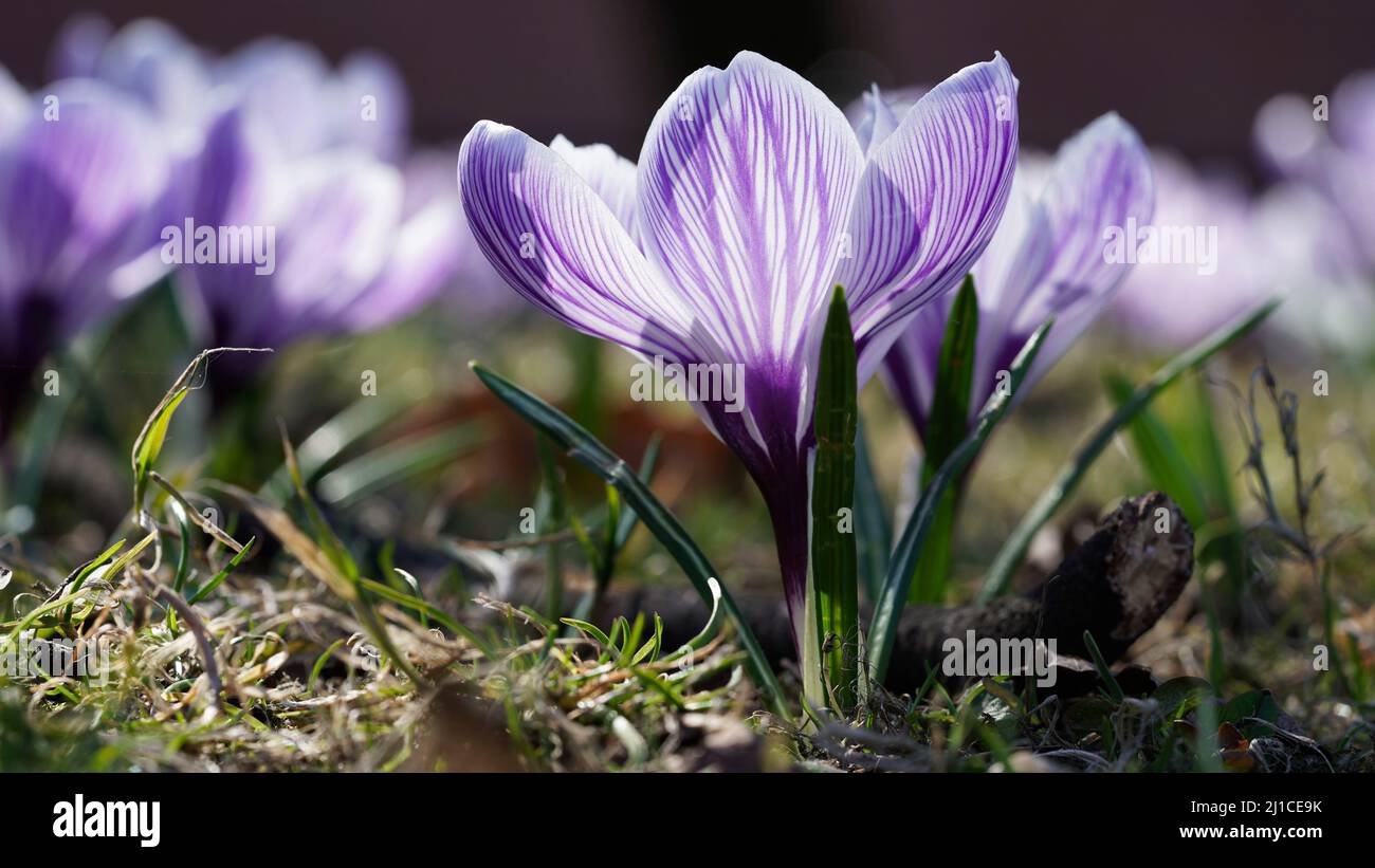 White and purple crocus flowers hi-res stock photography and images - Alamy