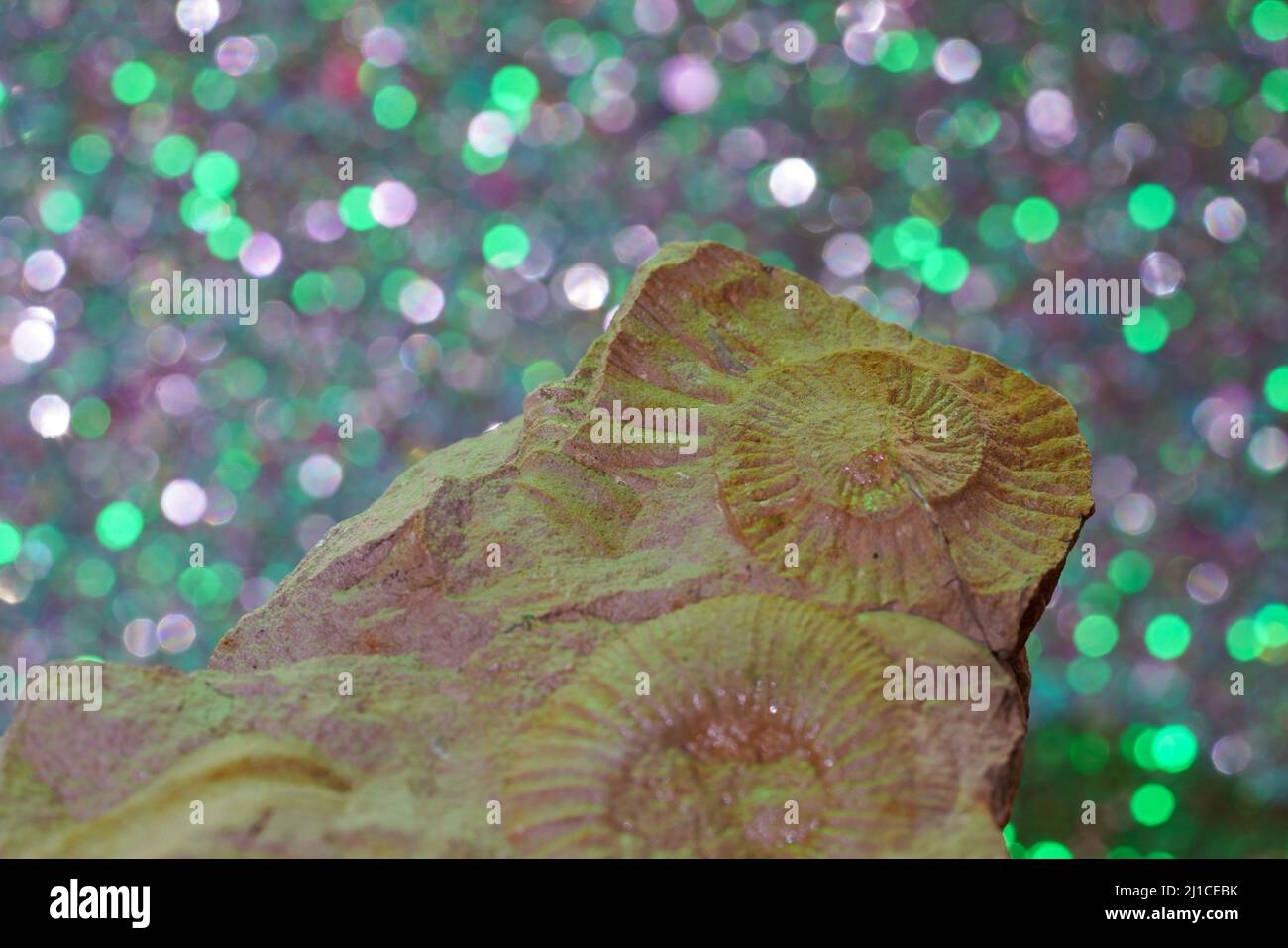 A coral fossils on the background of green bokeh lights Stock Photo - Alamy