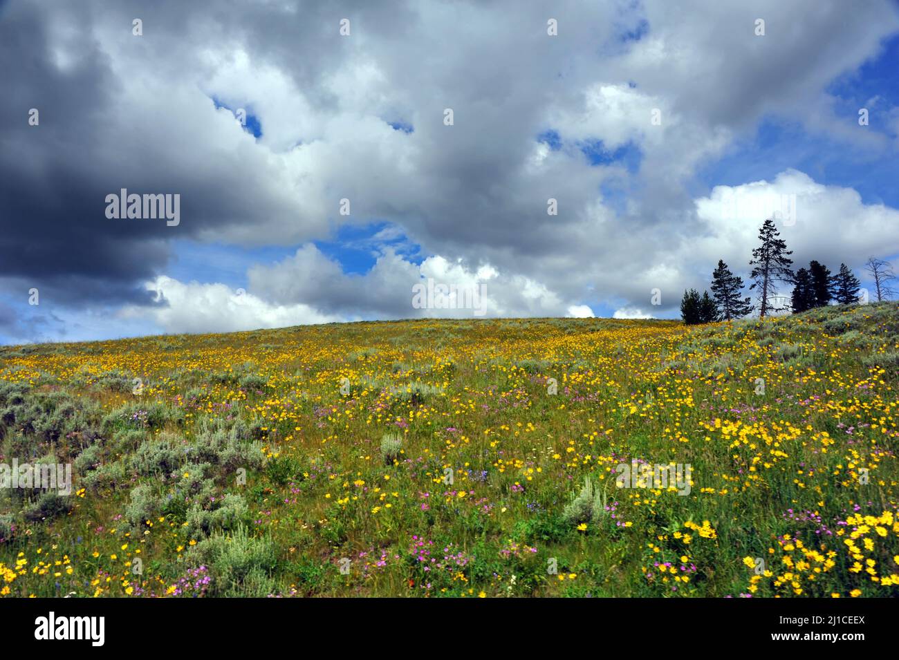 Alpine meadow is covered in yellow flowers. Storm clouds roll in on the Beartooth Pass in ...