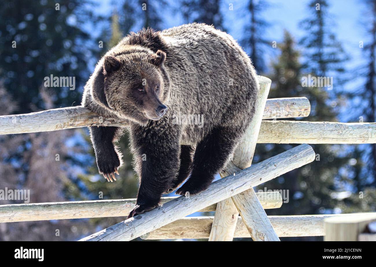 A wild grizzly bear lying on a fence Stock Photo - Alamy