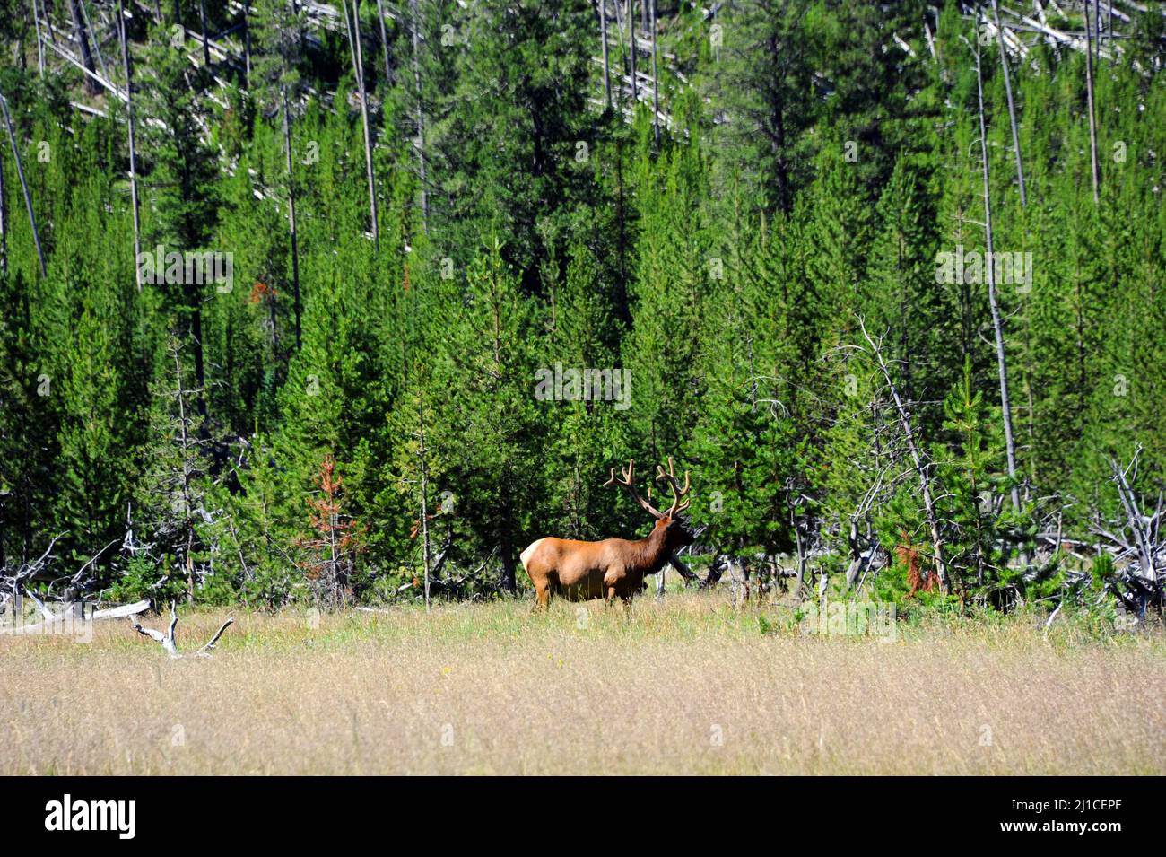 Bull elk in profile hi-res stock photography and images - Alamy
