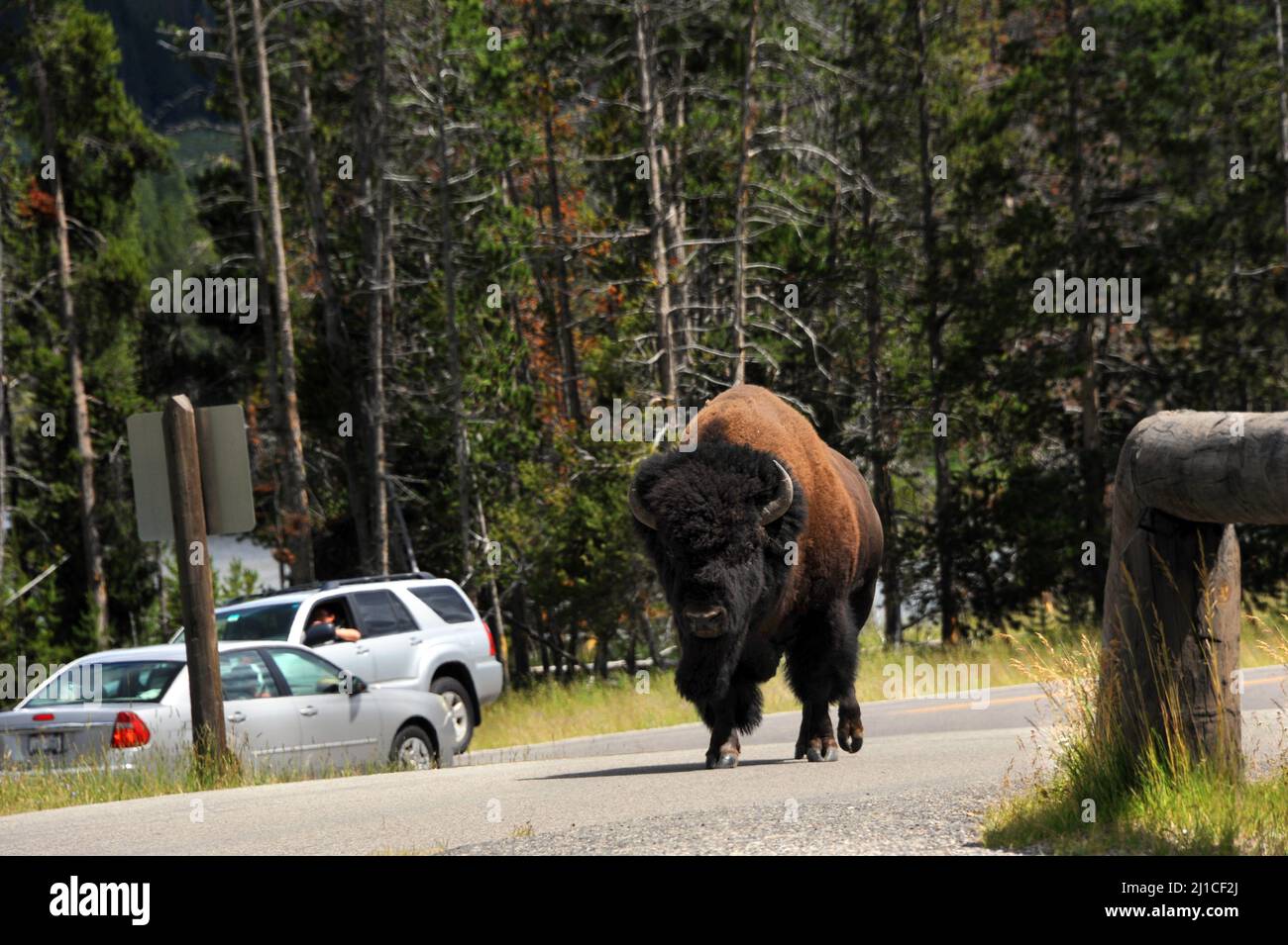 Automobiles stop traffic to take photos of a bison walking down the ...