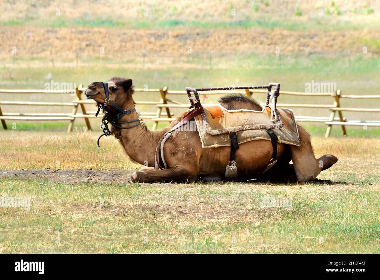 Camel lays in wooden corral outside of Bozeman, Montana. He is saddled ...