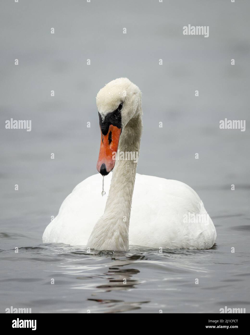 A vertical shot of a white swan in the water Stock Photo - Alamy